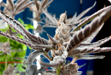 MOSI | Genetics - MOSI